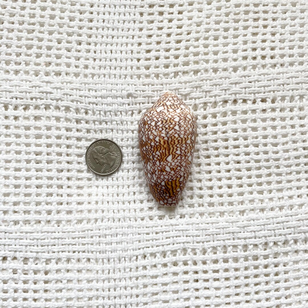 Hawaiian Hawaii Rare Textile Cone Shell Jewelry Making - Etsy