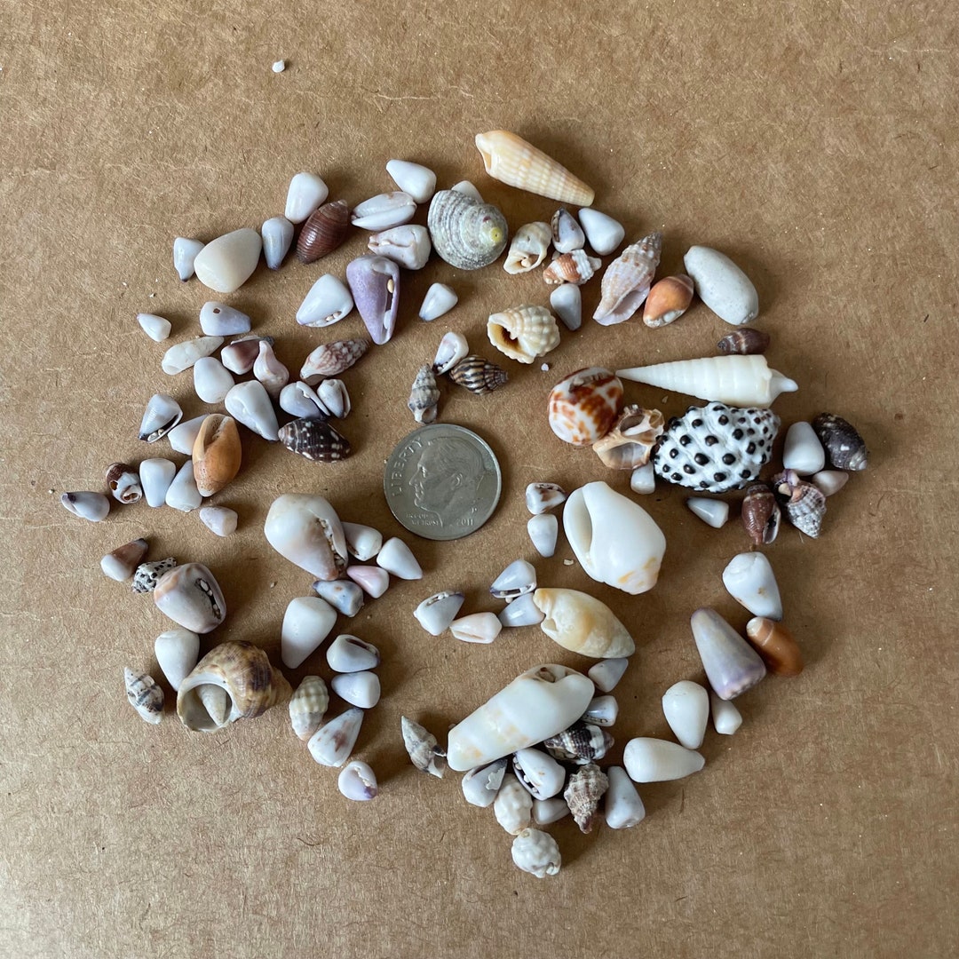 Hawaiian Hawaii Dainty Baby Hermit Shells Cone Shells 100 PCS - Etsy