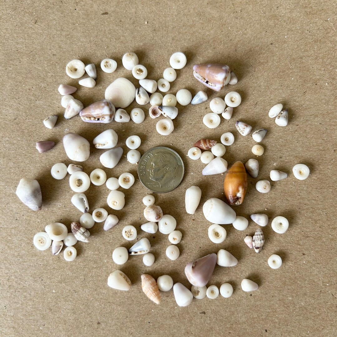 Hawaiian Hawaii Dainty Puka Shell Baby Hermit Shells Cone Shells 100 PCS Jewelry Making Supplies ...