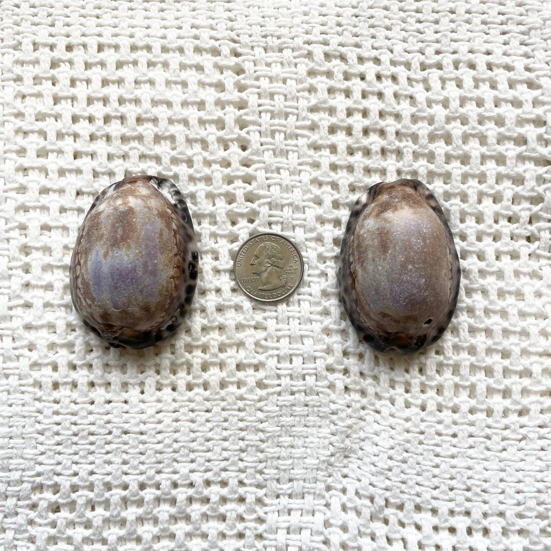 Hawaiian Hawai’i Reticulated Purple Leopard Cowrie Shell Lot 2 PCS ...
