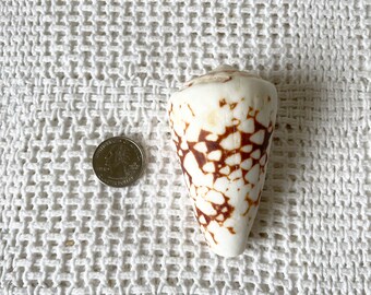 Marble Cone Shell - Etsy