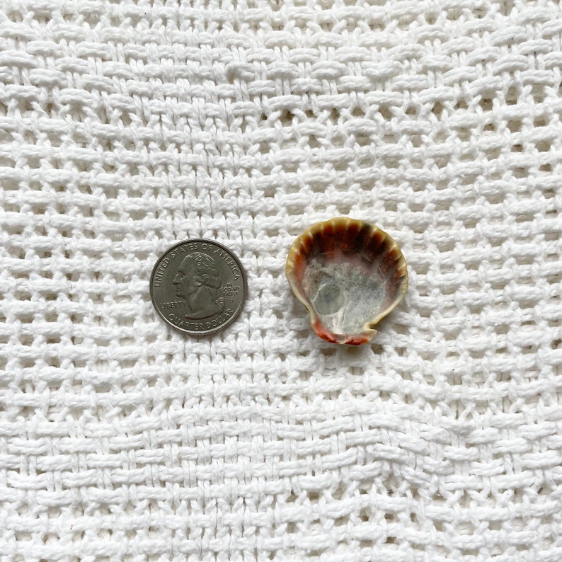 Hawaiian Hawaii Moonrise Sunrise Shell Langford Pecten Shell Jewelry ...