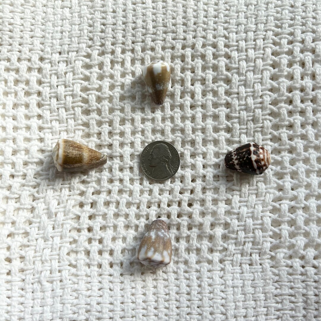 Hawaiian Hawai’i Chaldean Cone Shell Rat Cone Shell Golden Yellow Cone ...