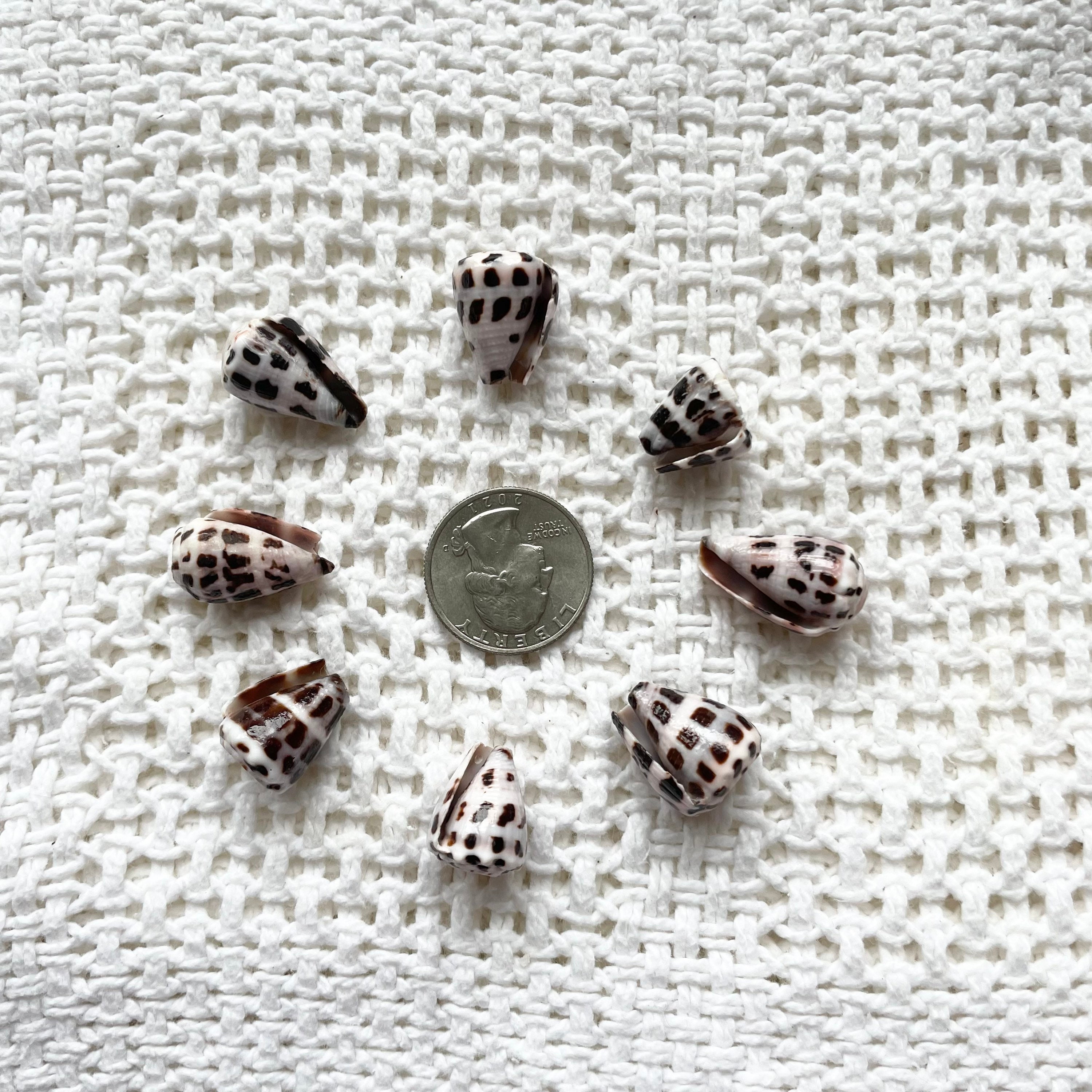 Hawaiian Hawaii Hebrew Cone Shell Lot of 8 PCS Jewelry Making - Etsy