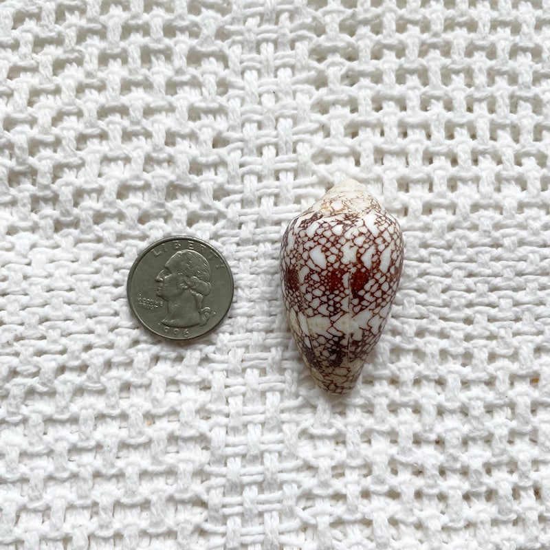 Cone Shell Jewelry - Etsy