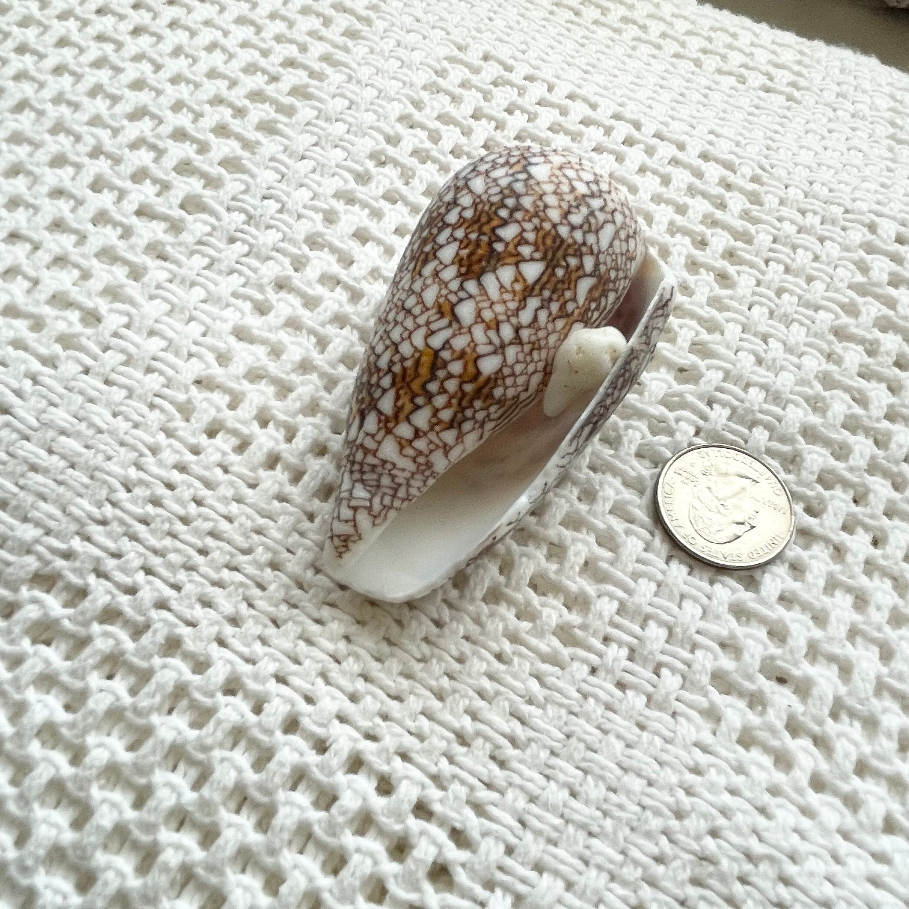 Hawaiian Hawaii Rare Textile Cone Shell Jewelry Making - Etsy