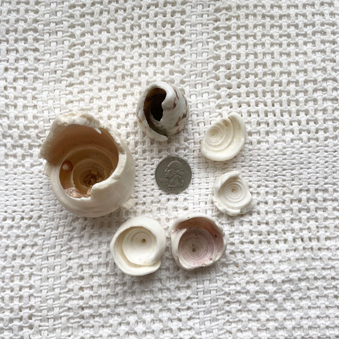 Hawaiian Hawai’i XL Puka Shell Lot of 6 PCS Jewelry Making Craft ...