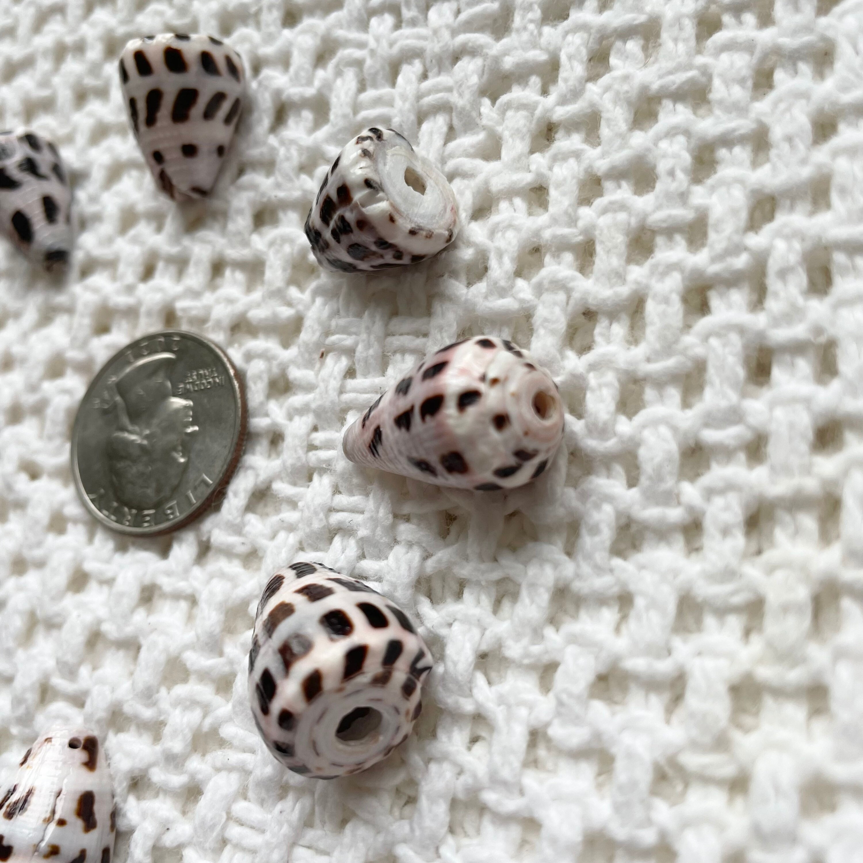 Hawaiian Hawaii Hebrew Cone Shell Lot of 8 PCS Jewelry Making - Etsy