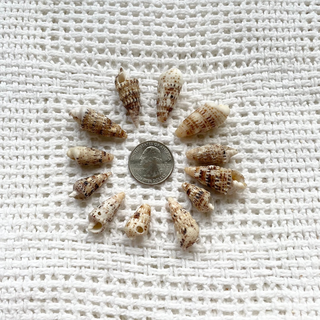 Hawaiian Hawai’i Chinese Horn Shells 12 PCS Jewelry Making Supplies ...