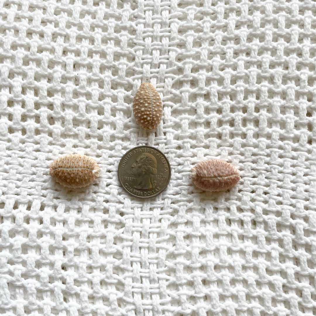 Hawaiian Hawaii Endemic Rare Bumpy Granulated Cowrie Shell - Etsy