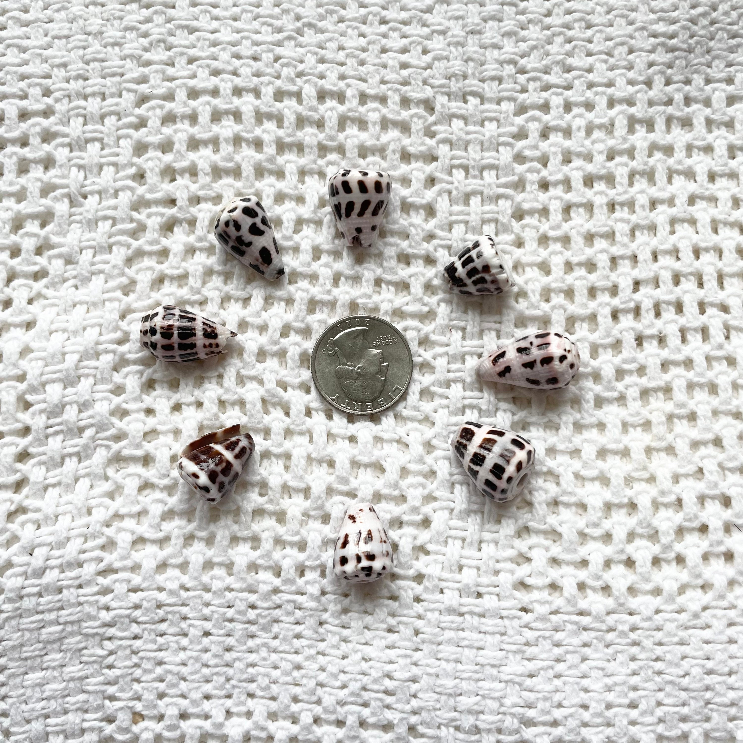 Hawaiian Hawaii Hebrew Cone Shell Lot of 8 PCS Jewelry Making - Etsy