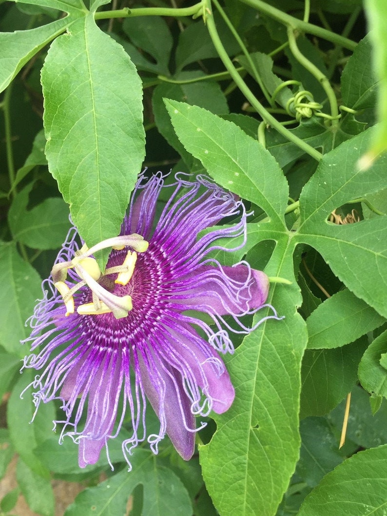 Dried Passion Flowers Etsy