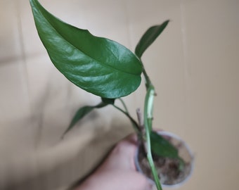 Skeleton Key Pothos Epipremnum Pinnatum Skeleton Key Tropical ...