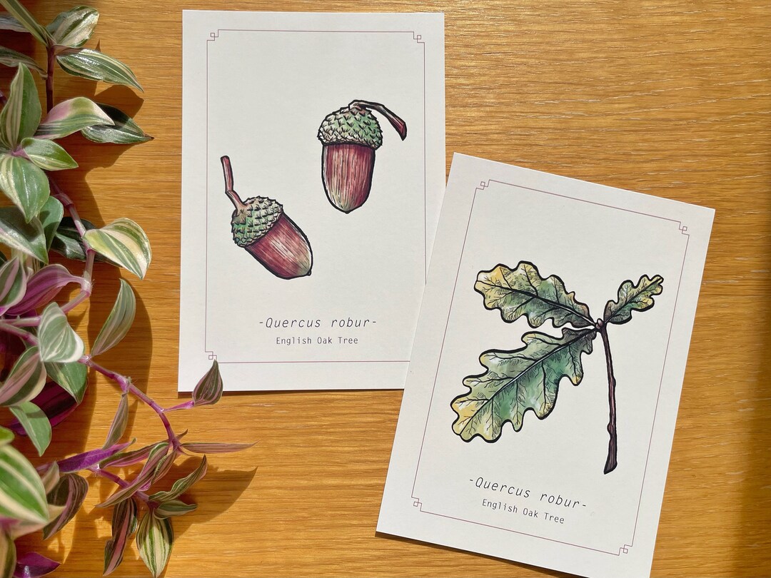 A6 Oak Tree Botanical Postcards | Set of 2 | Vintage & Autumnal | Eco ...