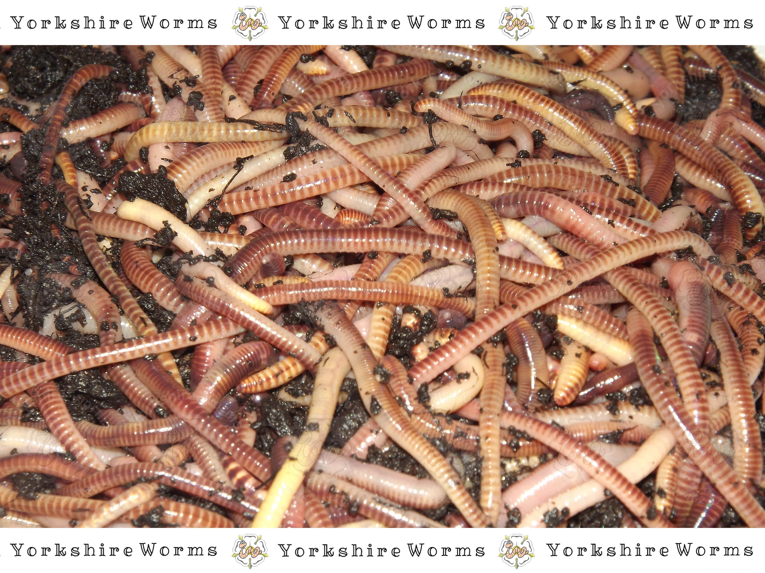 Tiger Worms 1kg Composting Wormery Worms Compost - Etsy UK