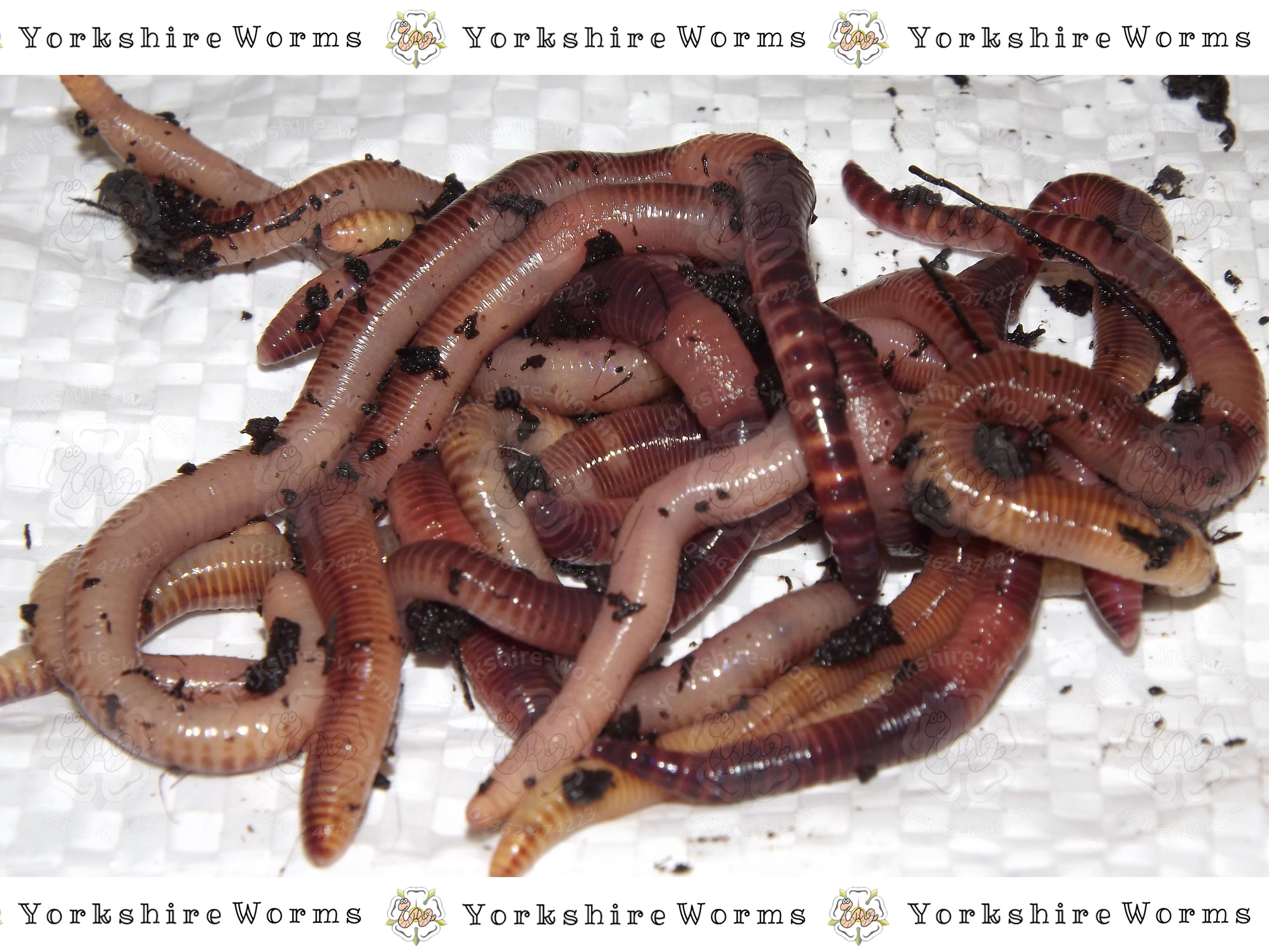 1kg LARGE Dendrobaena Fishing Worms - Reptile Live Food, Wormery Worms ...