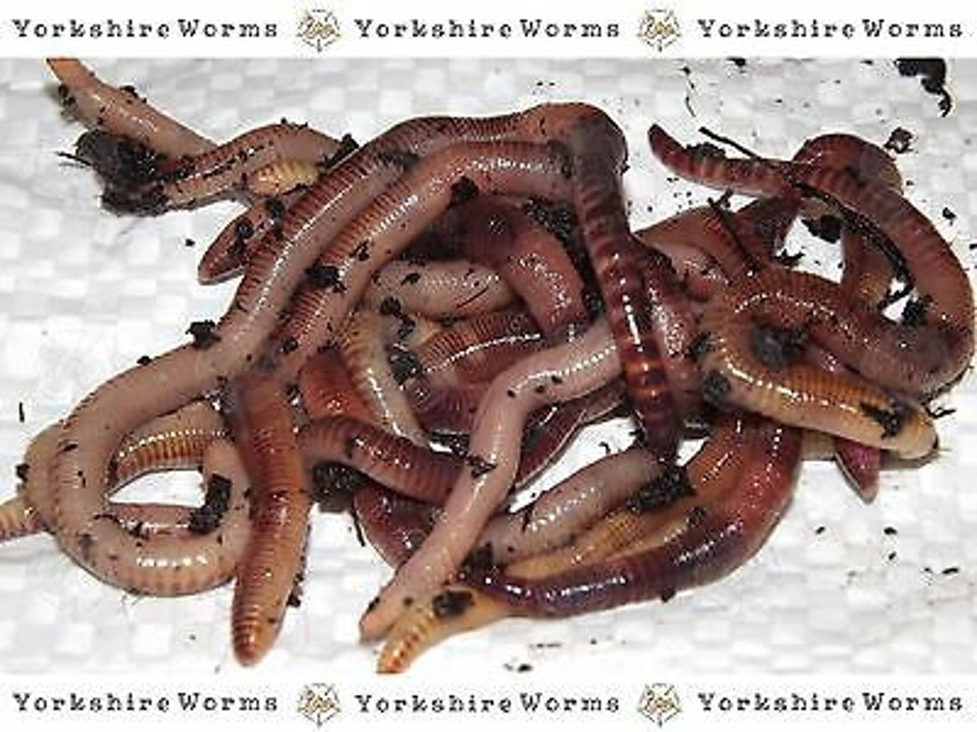1kg LARGE Dendrobaena Fishing Worms - Reptile Live Food, Wormery Worms - Etsy UK