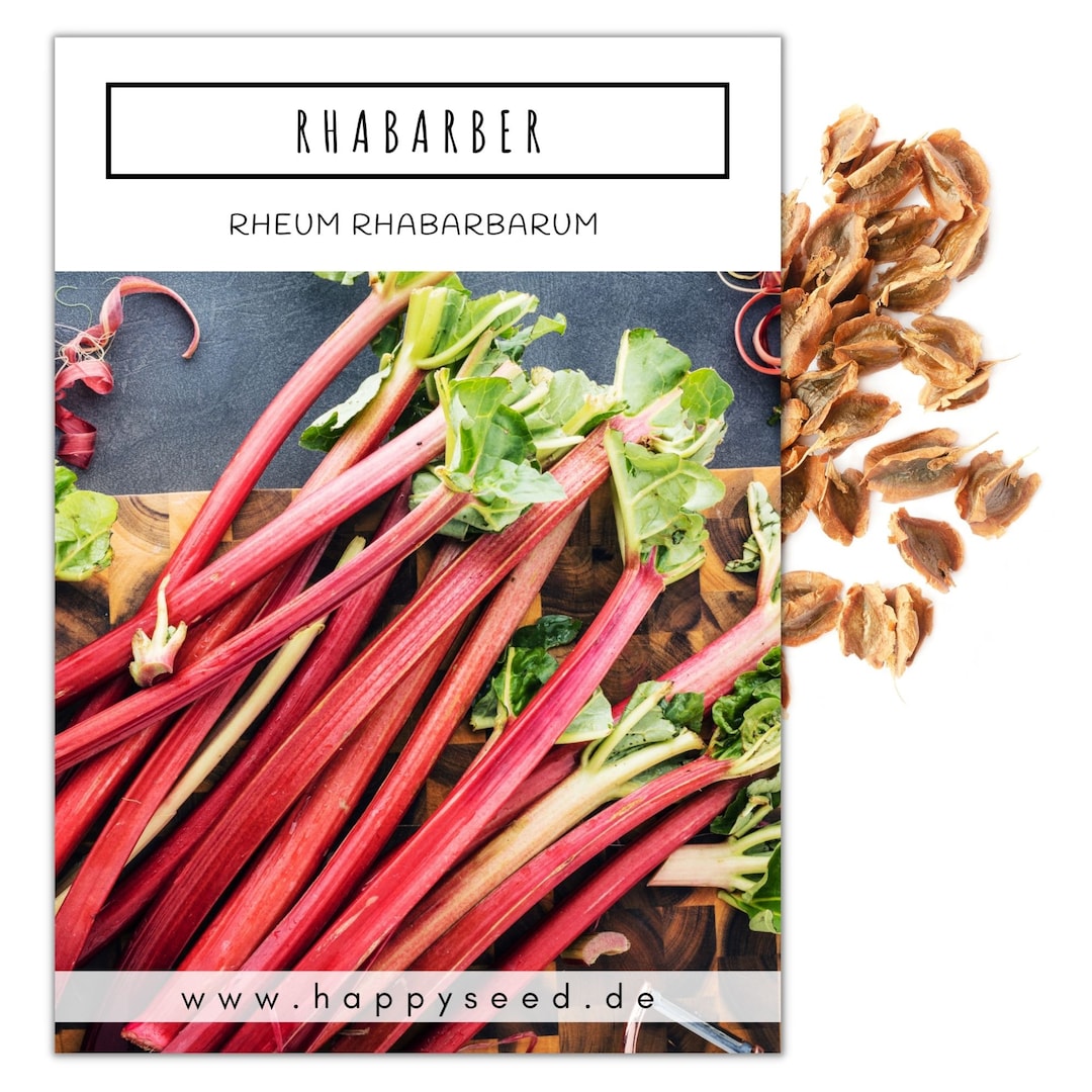 Graines de rhubarbe rouge Rheum rhabarbarum graines de rhubarbe riches ...