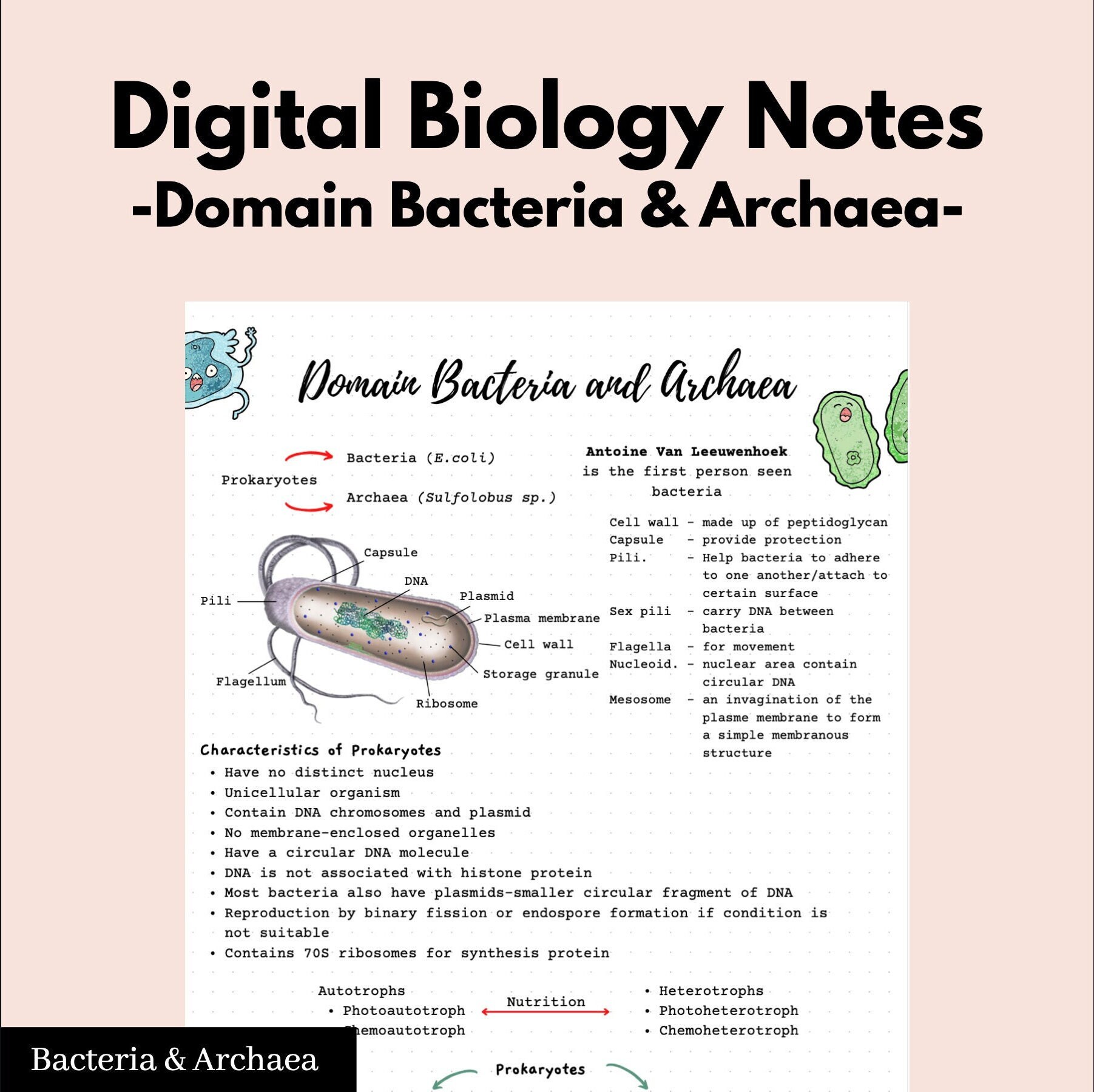 Bacteria Domain