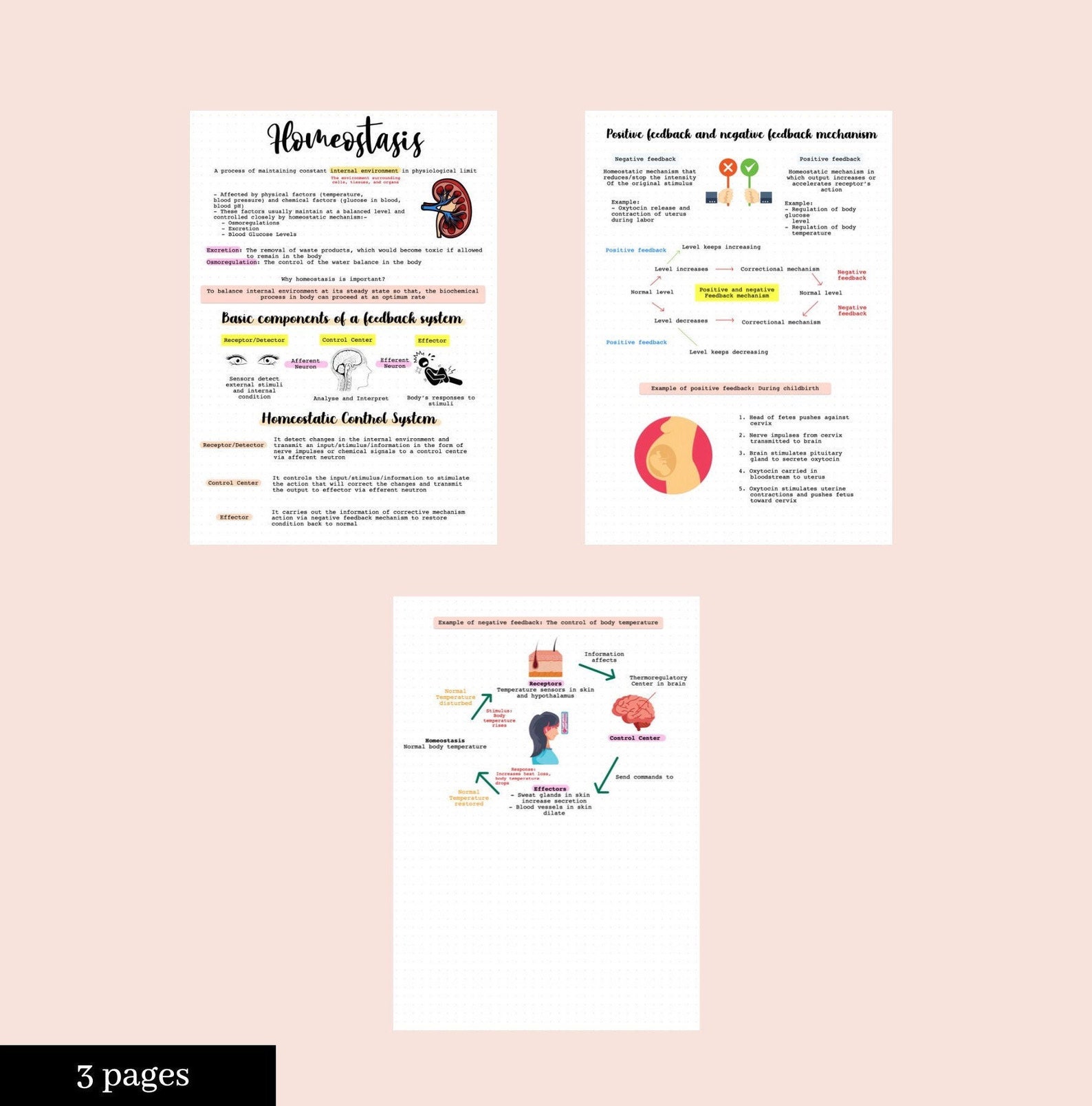 Homeostasis Part 1 Concept of Homeostasis Biology Notes - Etsy