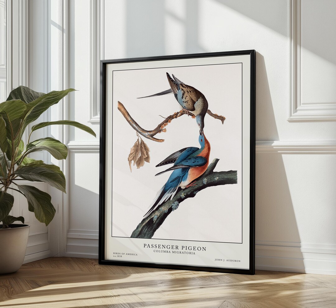 Natural History Bird Print, Living Room Prints, Vintage Bird Prints ...