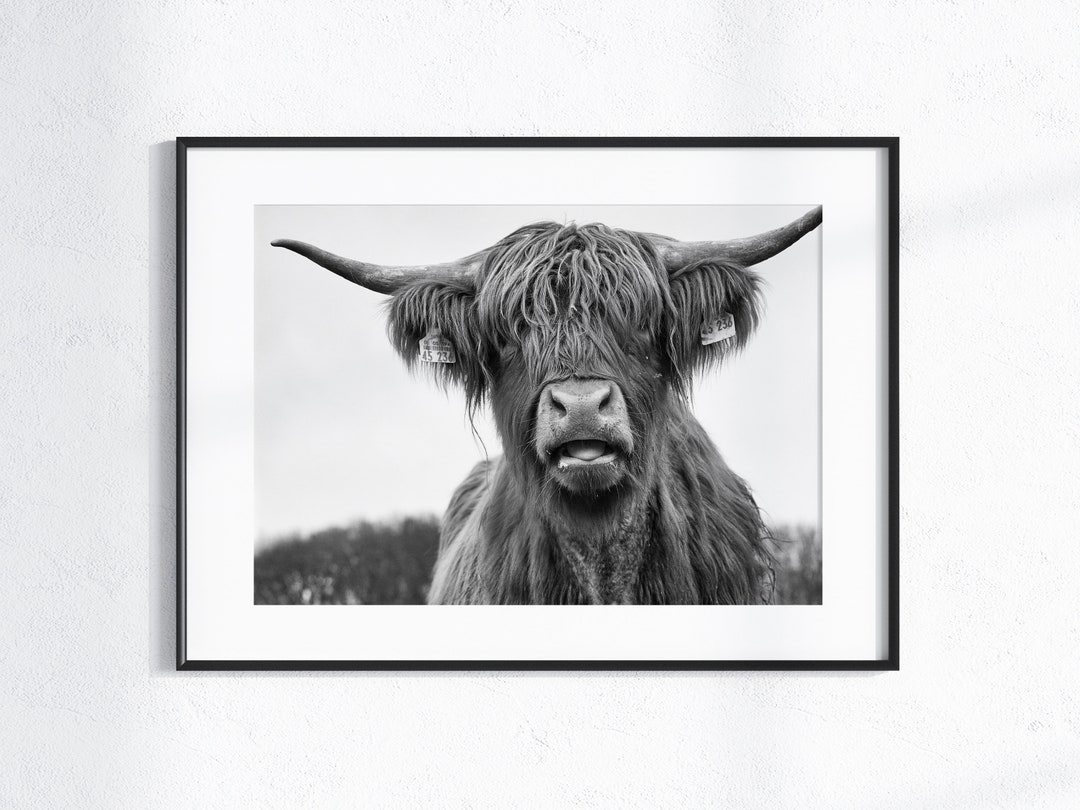 Highland Cow Print. Cow Print, Poster, Black & White Wall Art, Animal ...