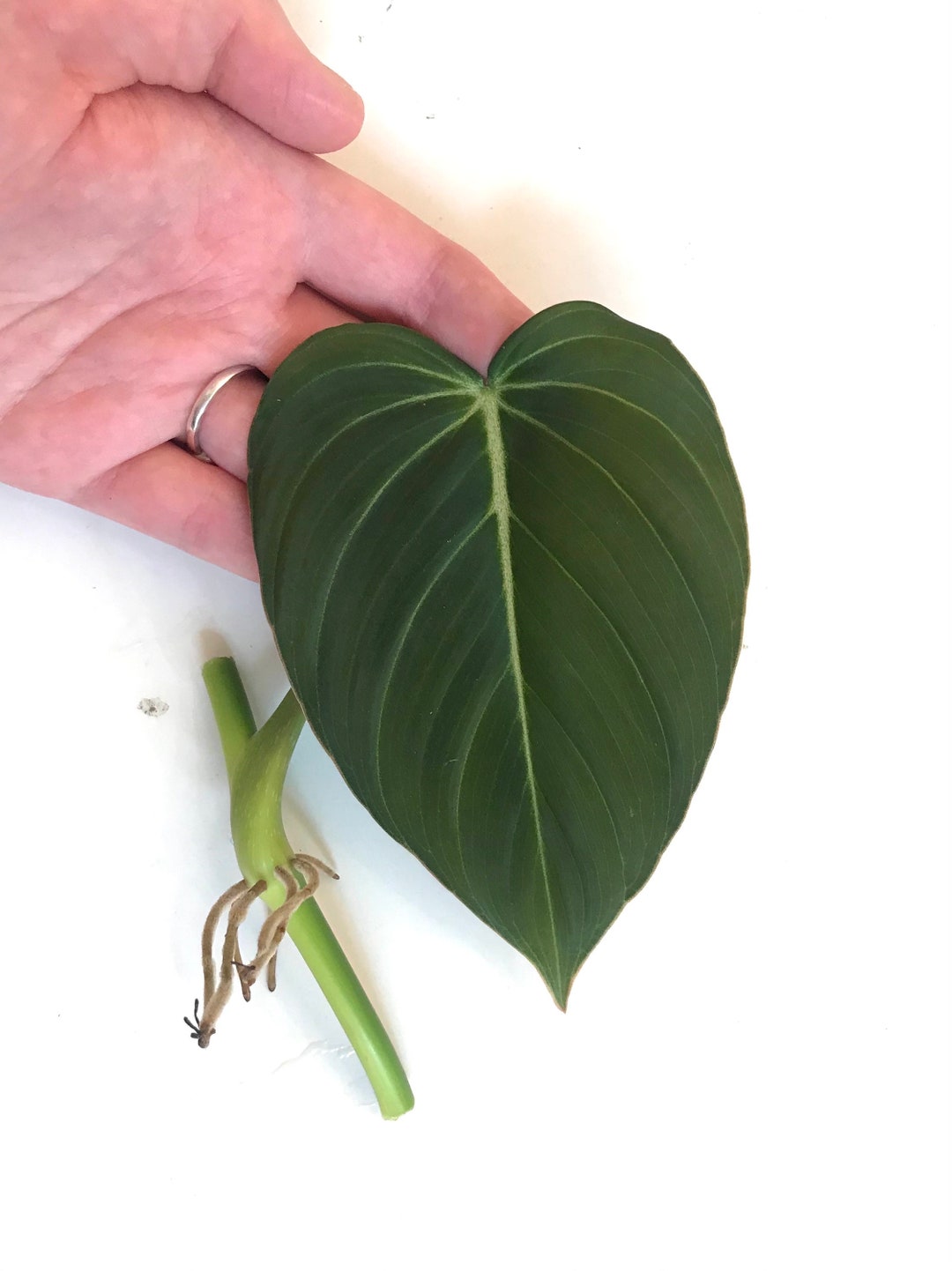 Philodendron Glorious One Leaf (one Node) Cutting - Etsy