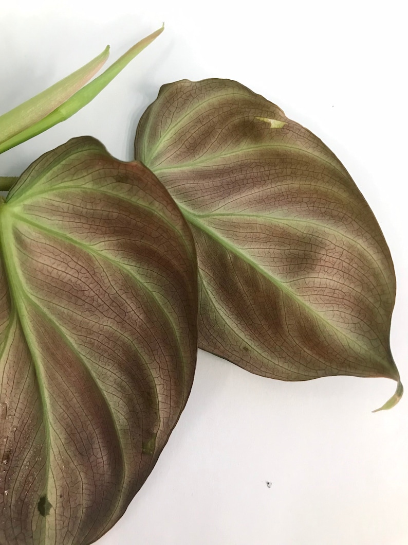 Verrucosum Sp. 'mini Purple' Philodendron Cutting - Etsy