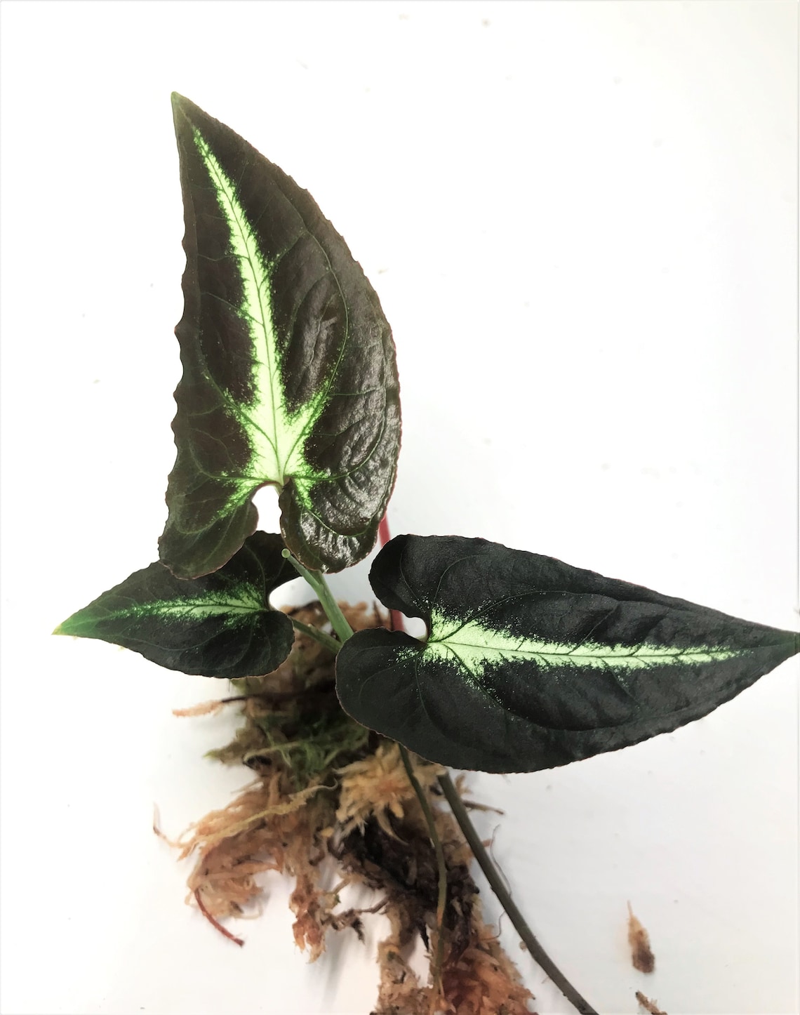 Syngonium Rayii Small Rooted Plant - Etsy