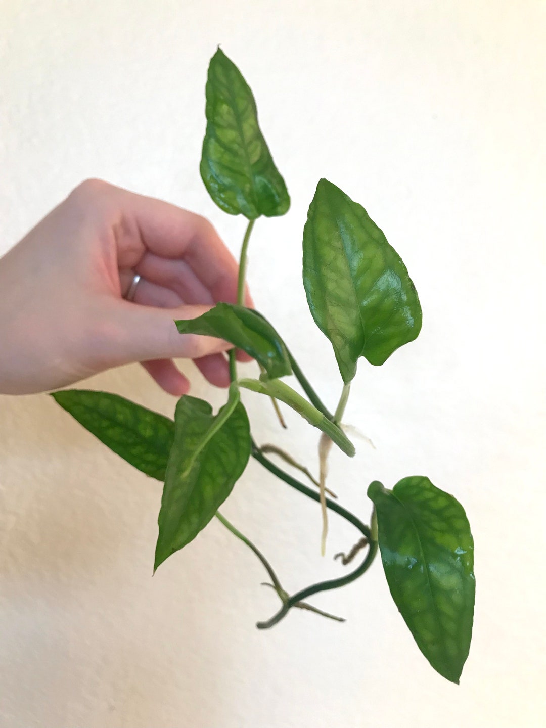 Epipremnum Skeleton Key Cutting With 5+ Nodes - Etsy