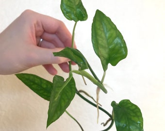 Skeleton Key Pothos Epipremnum Pinnatum Skeleton Key Tropical ...