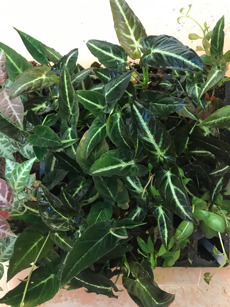 Syngonium Rayii Small Rooted Plant - Etsy