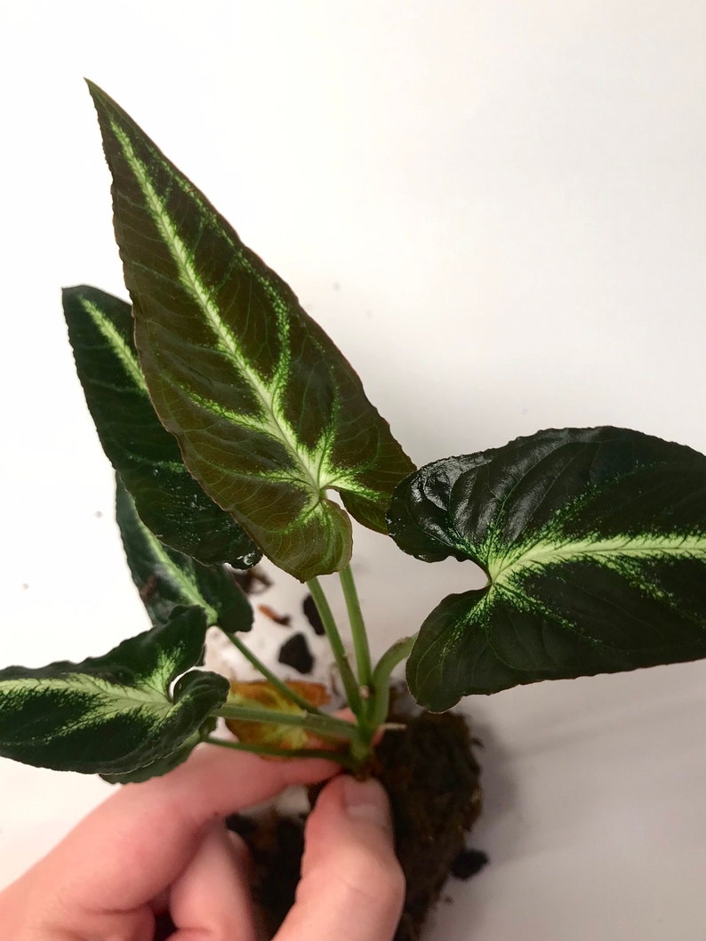 Syngonium Rayii Small Rooted Plant - Etsy