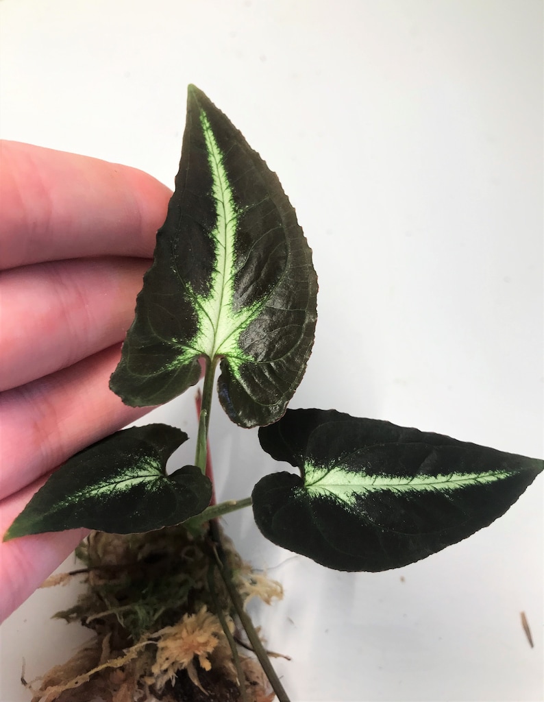 Syngonium Rayii Small Rooted Plant - Etsy