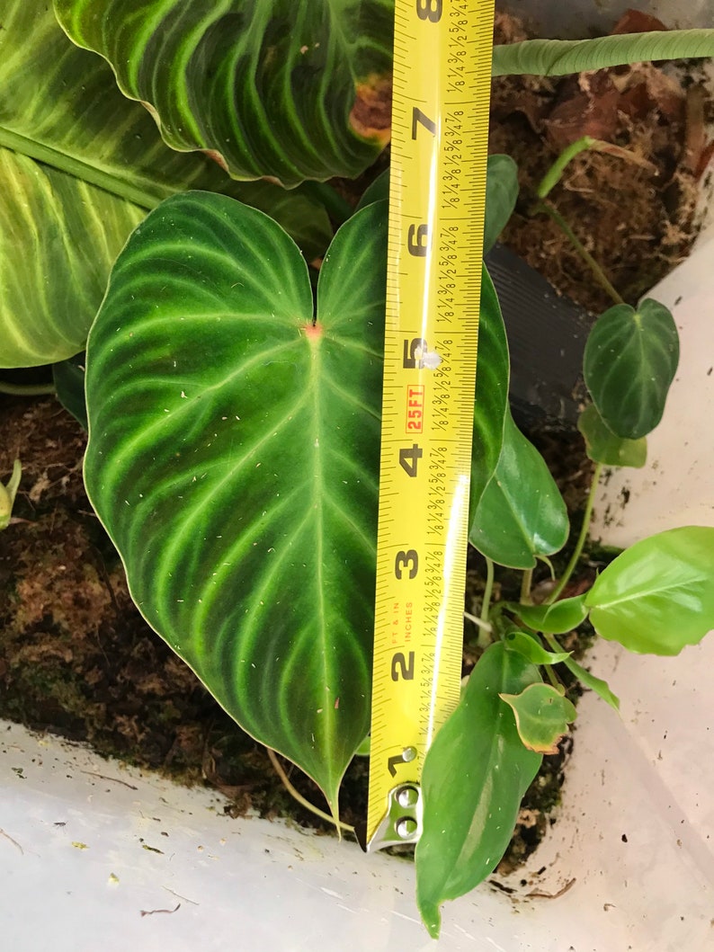 Verrucosum Sp. glow Philodendron One Leaf One Node Cutting - Etsy