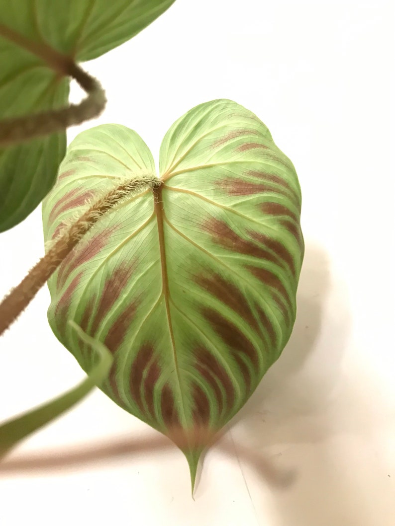 Verrucosum Sp. glow Philodendron One Leaf One Node Cutting - Etsy