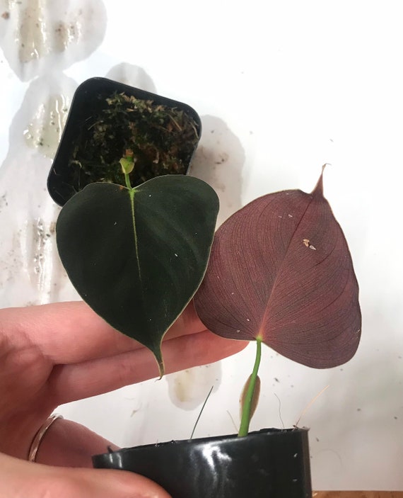 Philodendron Lupinum Rooted One Leaf Plant - Etsy