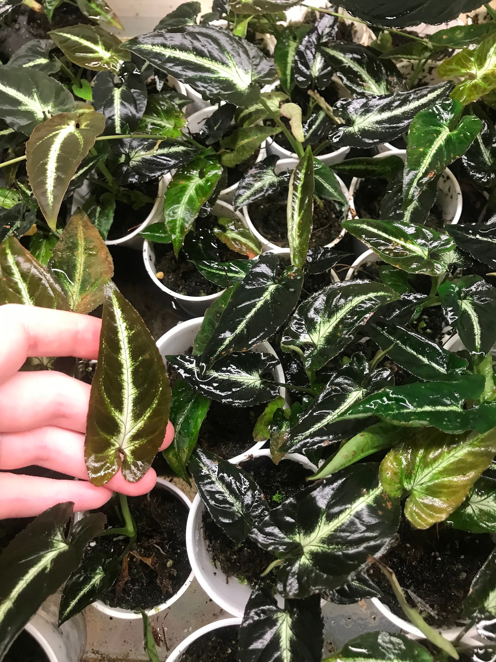 Syngonium Rayii Small Rooted Plant - Etsy