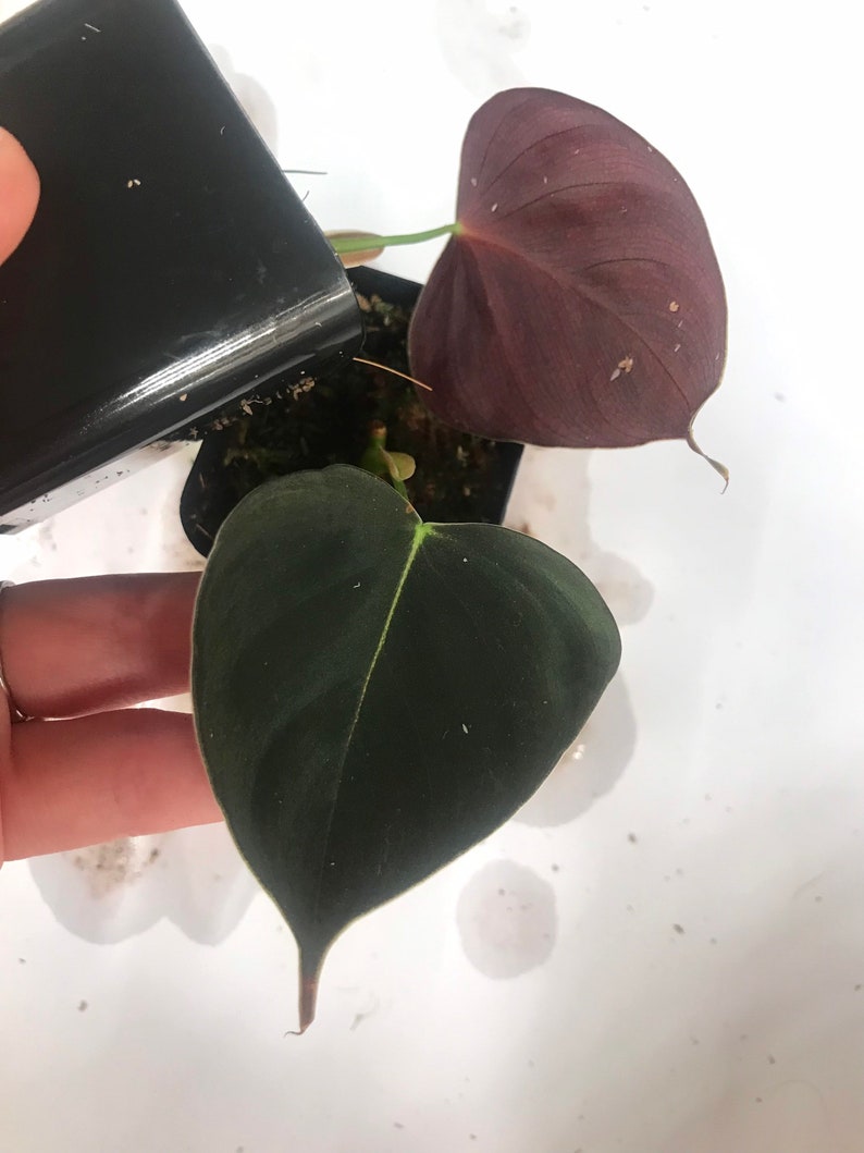 Philodendron Lupinum Rooted One Leaf Plant - Etsy