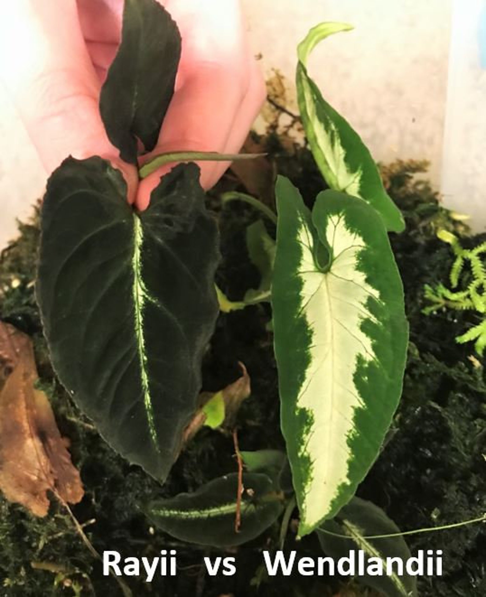 Syngonium Rayii Small Rooted Plant - Etsy