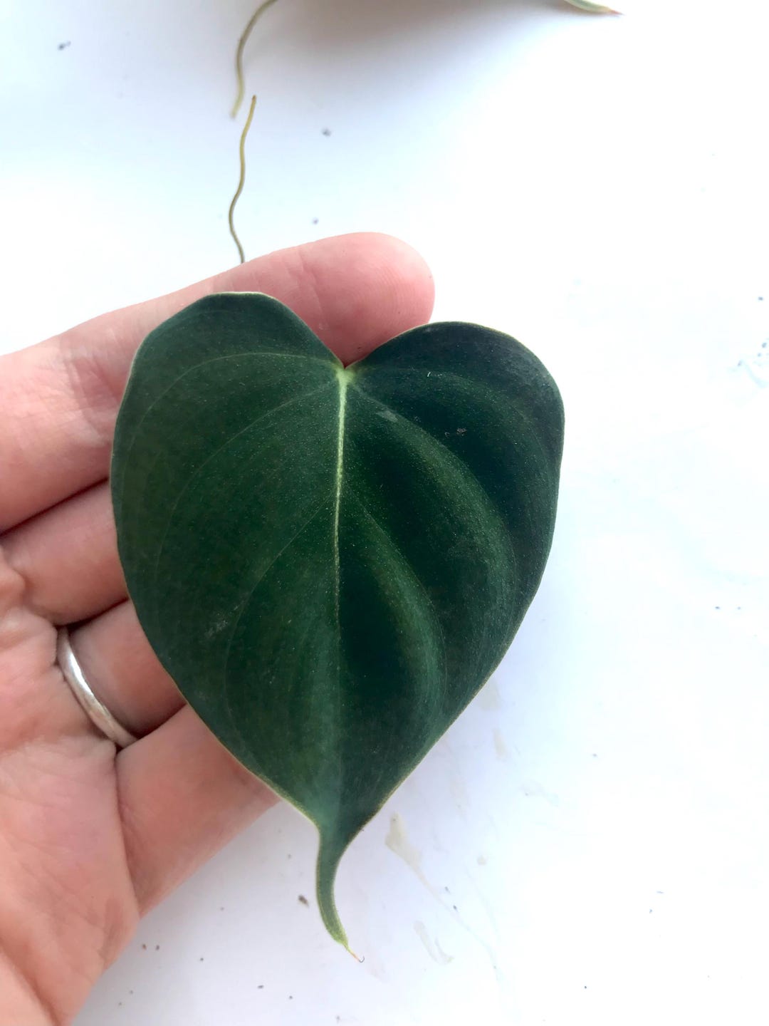 Philodendron Lupinum Rooted One Node Cutting - Etsy
