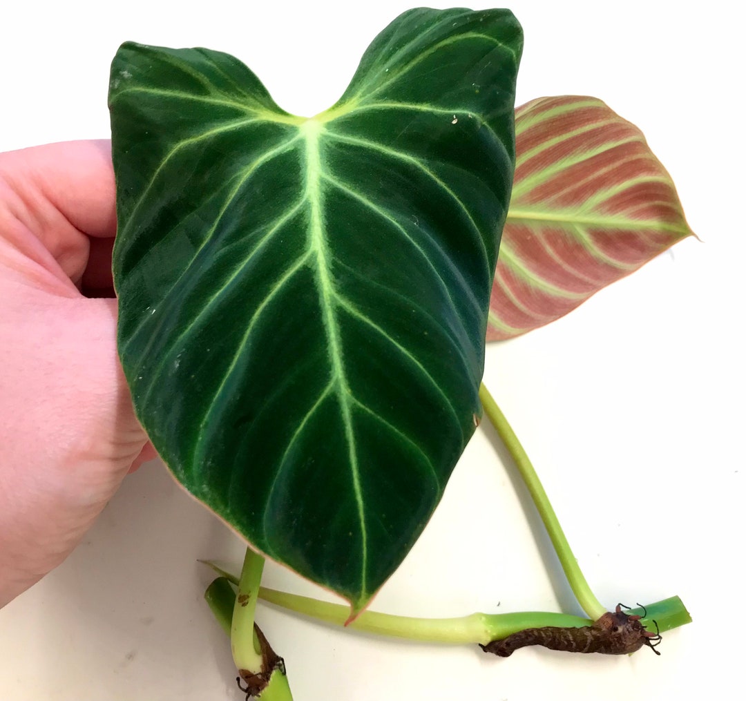 Verrucosum Sp. 'resplandeciente' Philodendron - Etsy