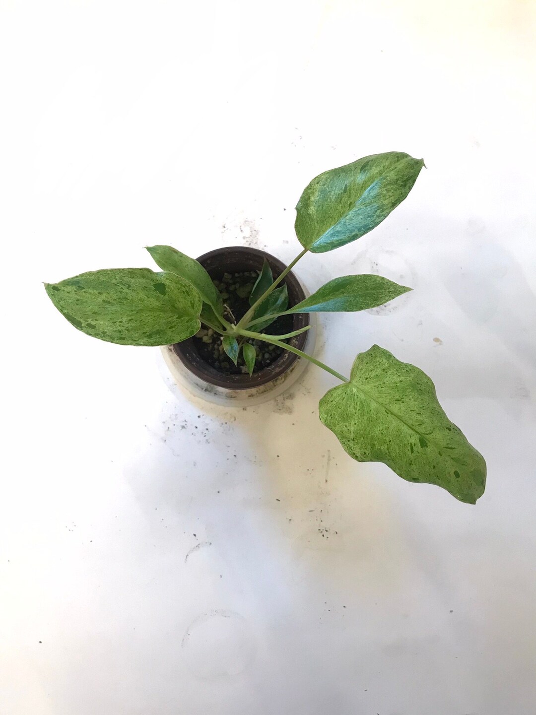 Paraiso Verde Small Rooted Plant - Etsy