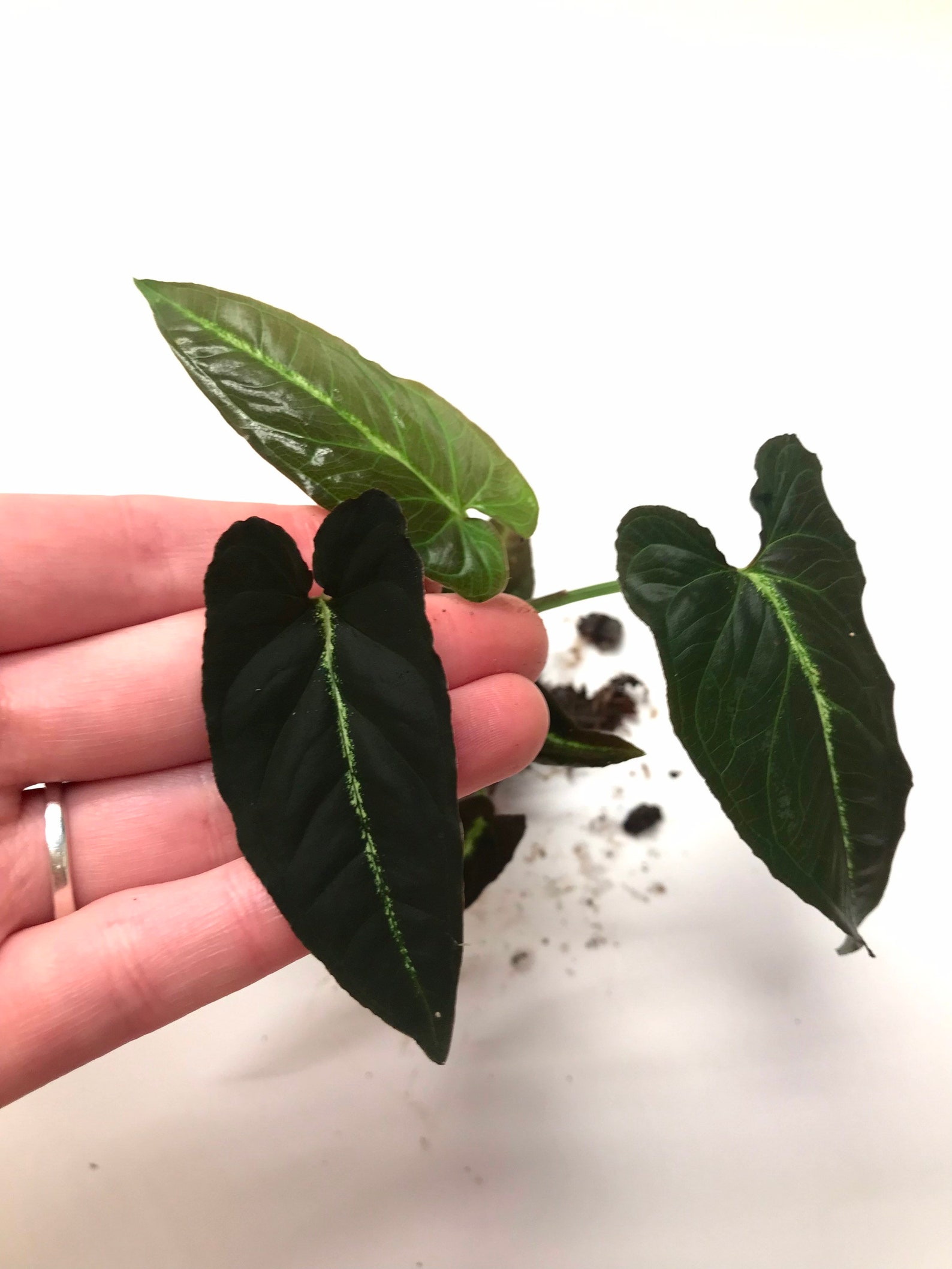 Syngonium Rayii Small Rooted Plant - Etsy