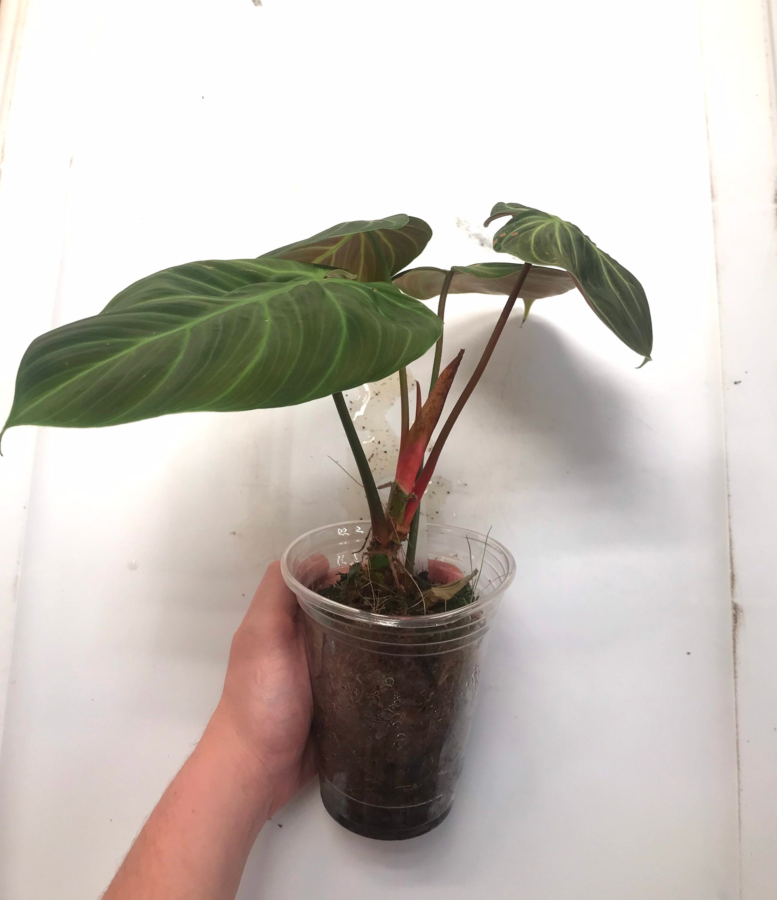 Philodendron El Choco Red Rooted Plant - Etsy