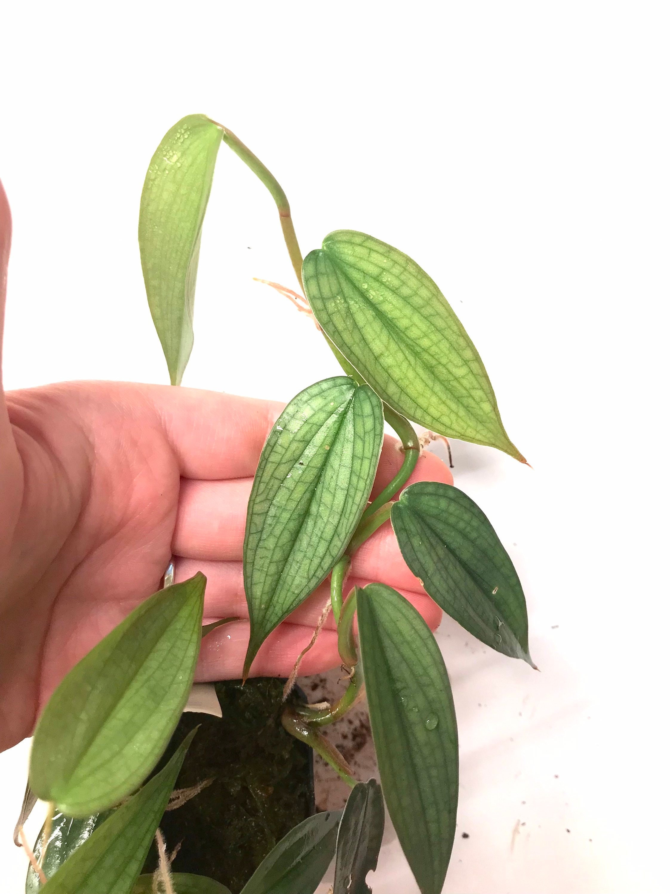 Philodendron Burle Marx Fantasy One Node Cutting