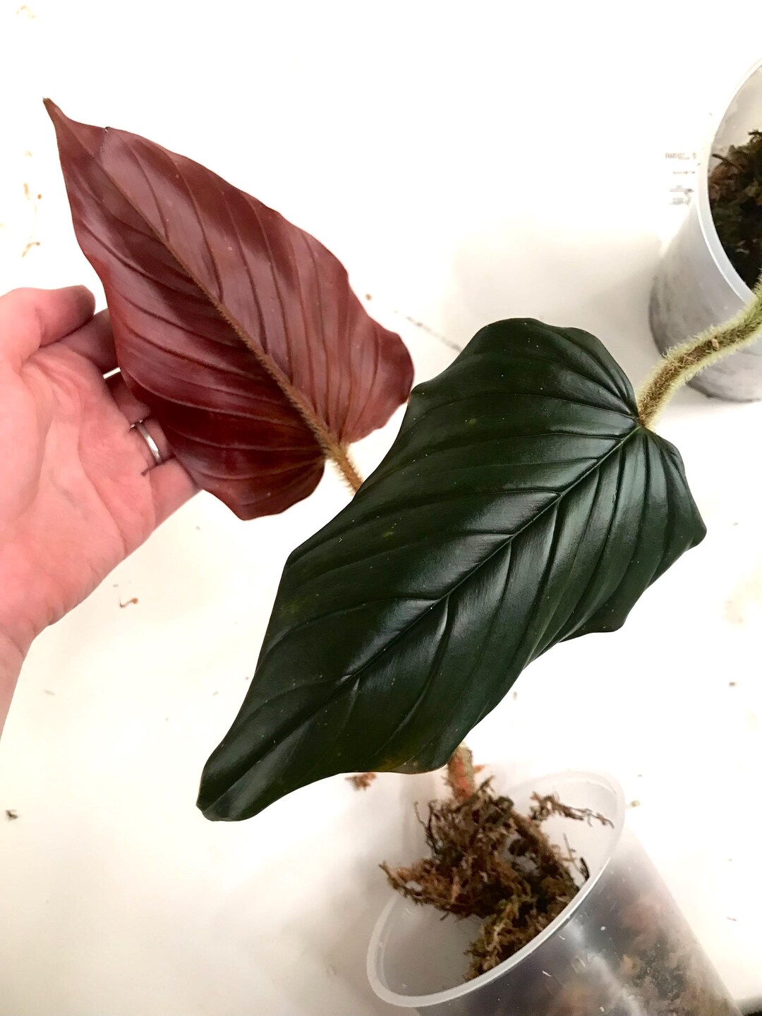 Philodendron Squamicaule Blood Rooted One Node Cutting - Etsy