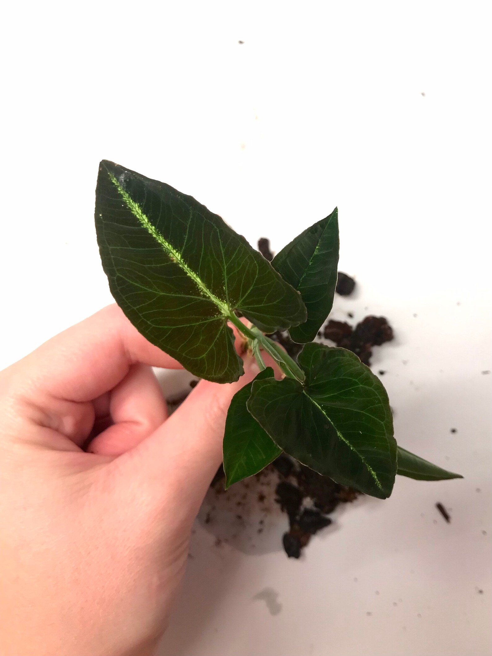 Syngonium Rayii Small Rooted Plant - Etsy