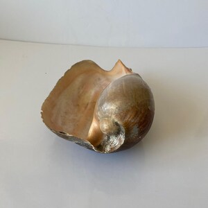 Melo Melo Seashell Marine Life Artifact Fish Tank or Terrarium Decor - Etsy