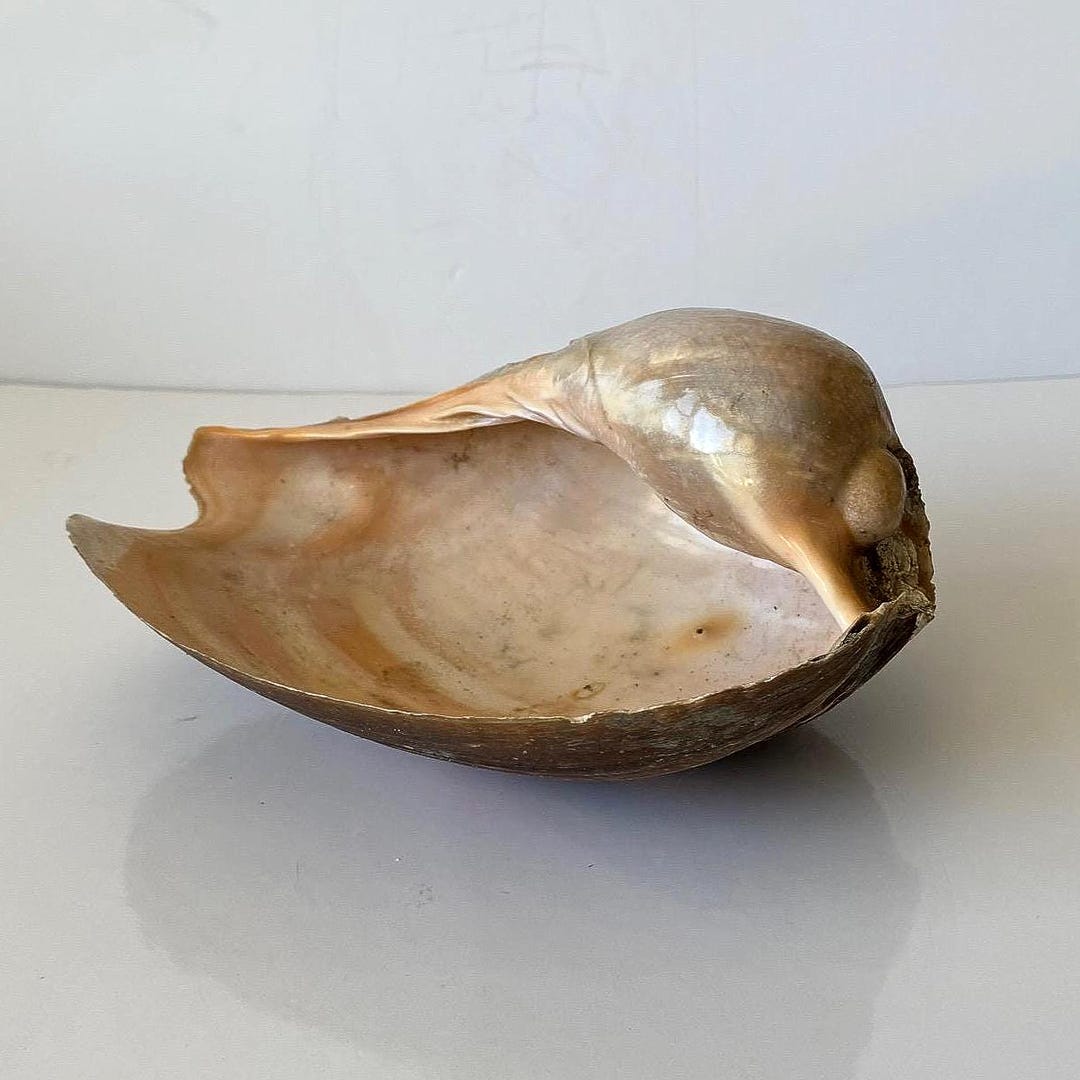 Melo Melo Seashell Marine Life Artifact Fish Tank or Terrarium Decor - Etsy